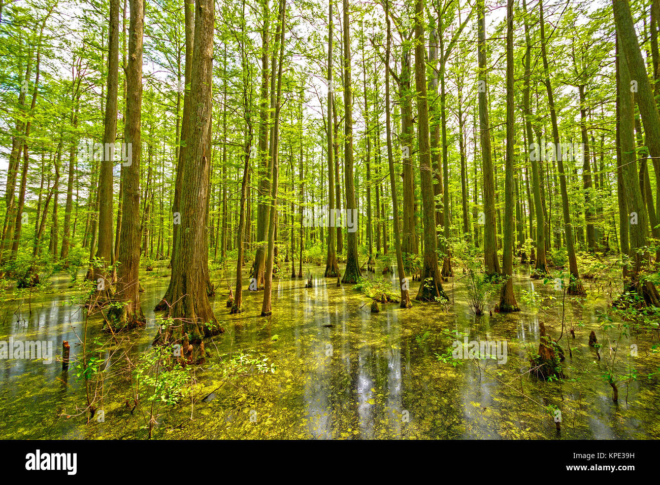 Cypress Swamp in Spring Stock Photo - Alamy