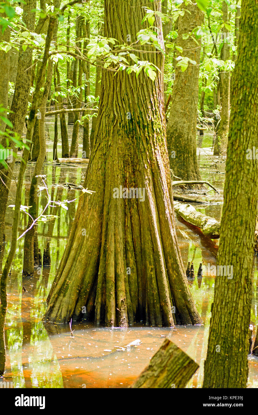 Trunk of a Cypress Tree in a Swamp Stock Photo - Alamy