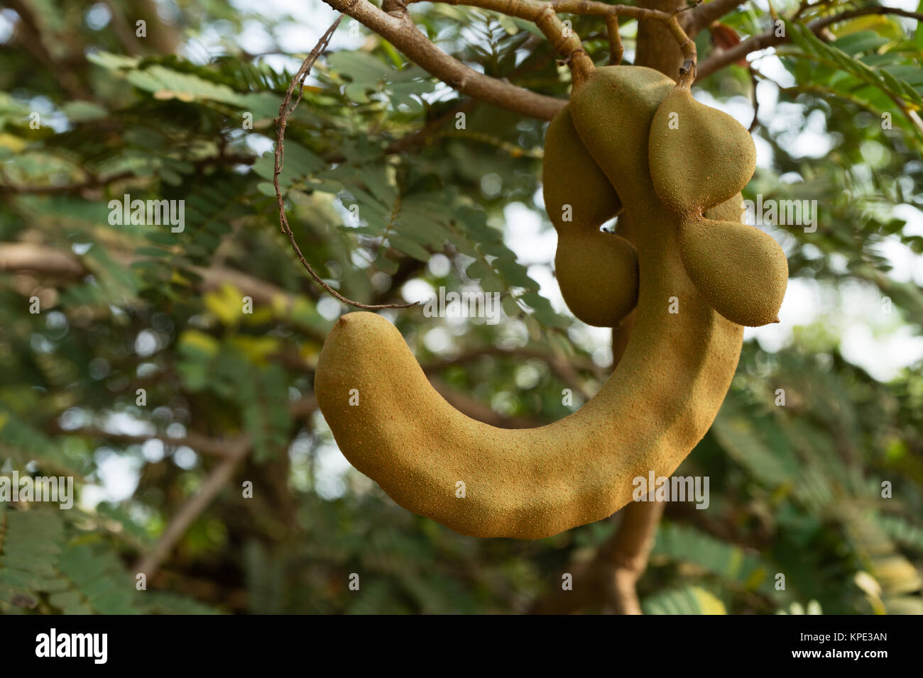 Tamarinde am Baum, Nahaufnahme der tropischen Frucht Stock Photo - Alamy