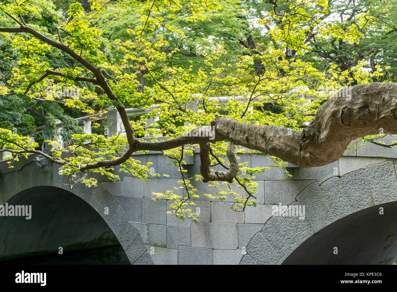 tree branch and temple bridge Stock Photo - Alamy