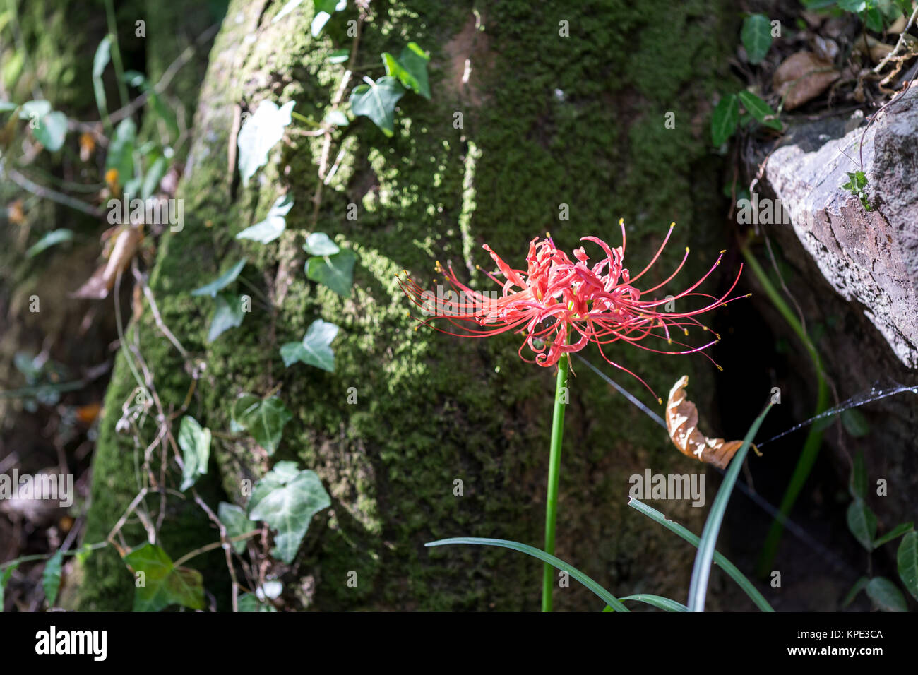 Spider lily field hi-res stock photography and images - Alamy