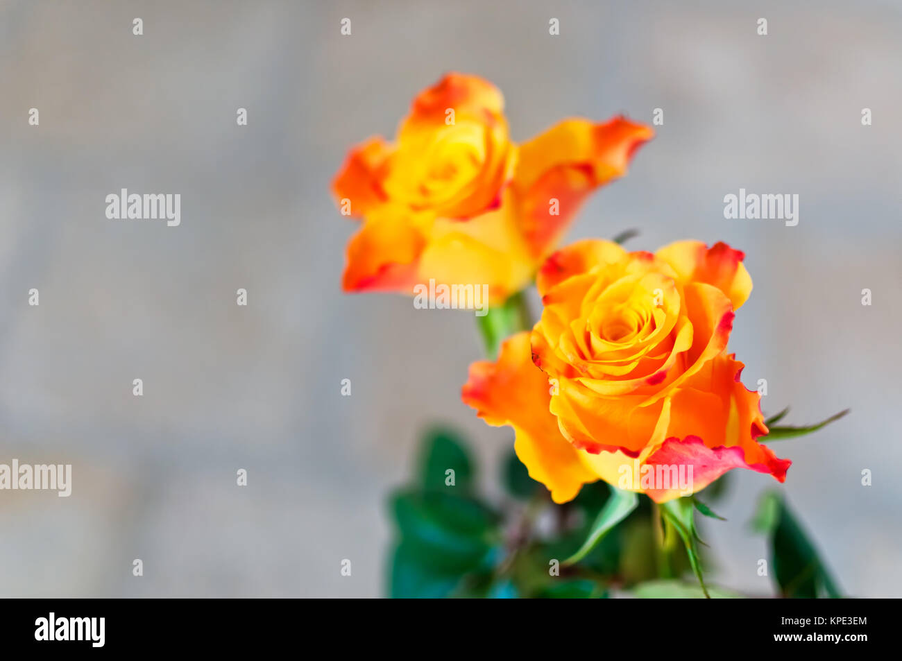 Zwei orange Rosen Stock Photo - Alamy
