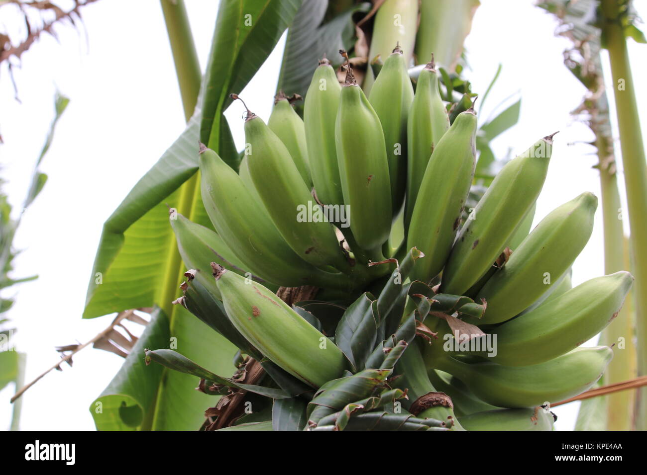 Fruit banana tree hi-res stock photography and images - Alamy
