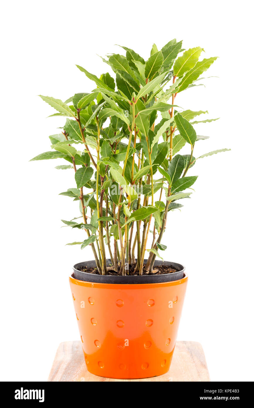 Laurel lawn hi-res stock photography and images - Alamy