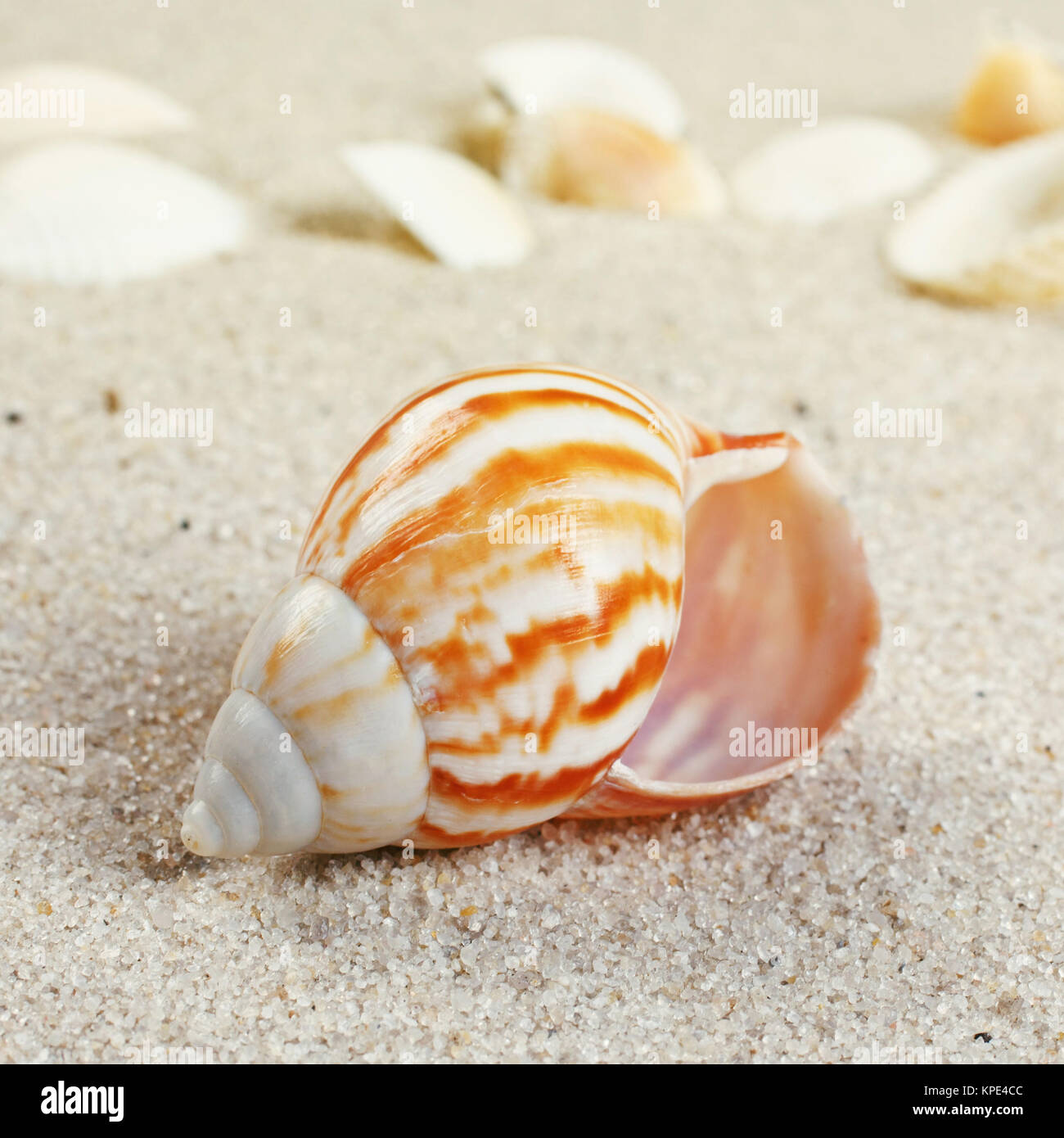 beautiful Sea shells on sand Stock Photo - Alamy