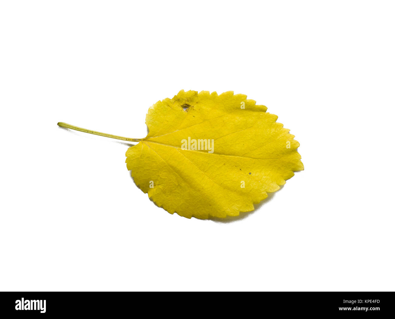 Yellow leaf on isolated white background Stock Photo - Alamy