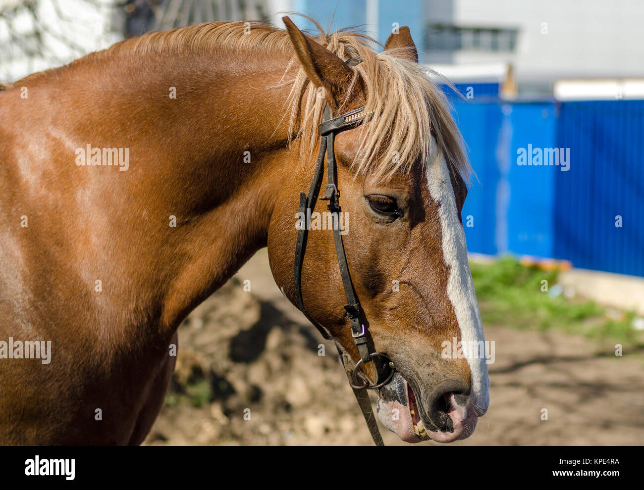 Imposing horse breed hi-res stock photography and images - Alamy
