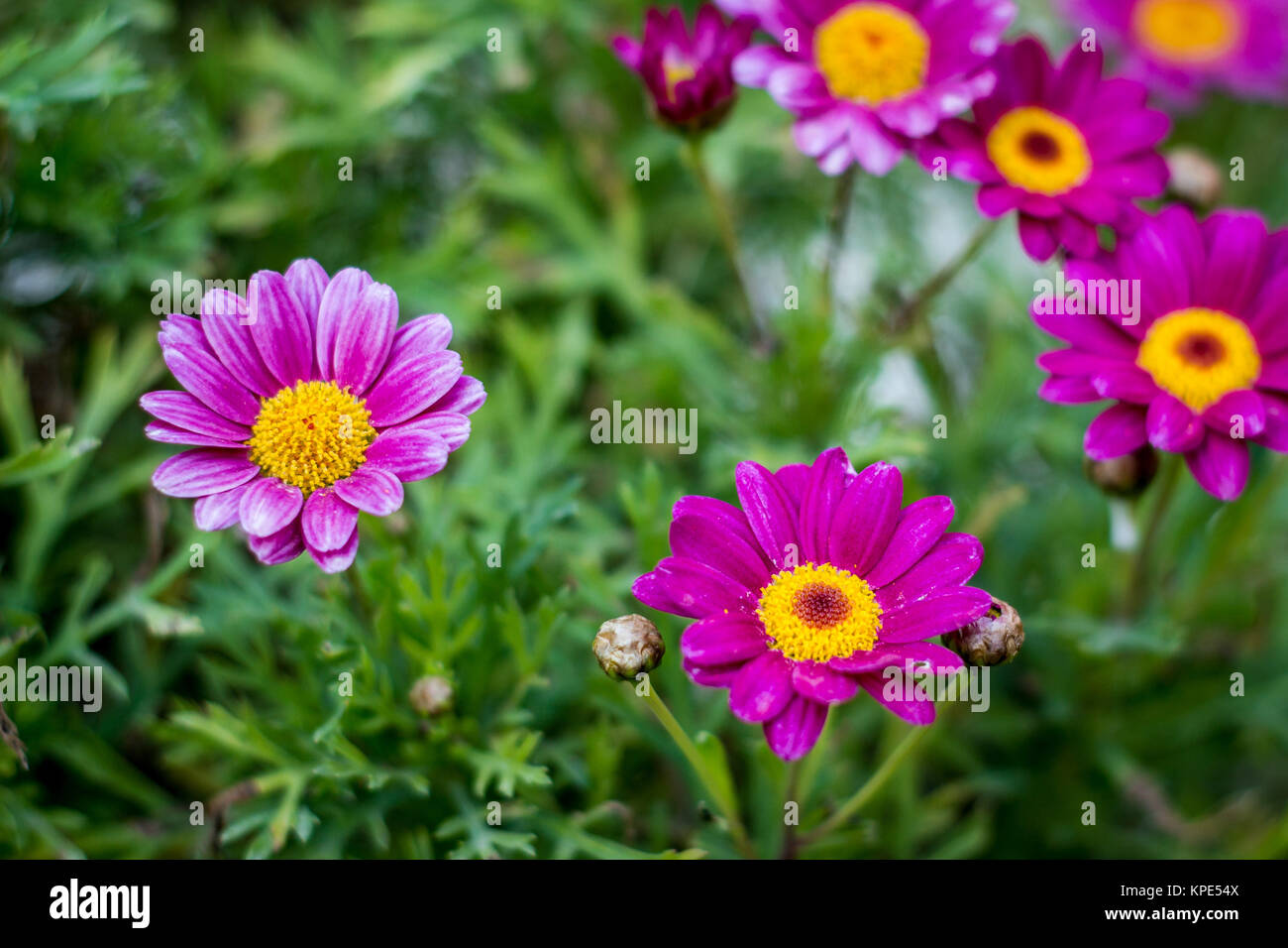 purple flower daisy Stock Photo - Alamy