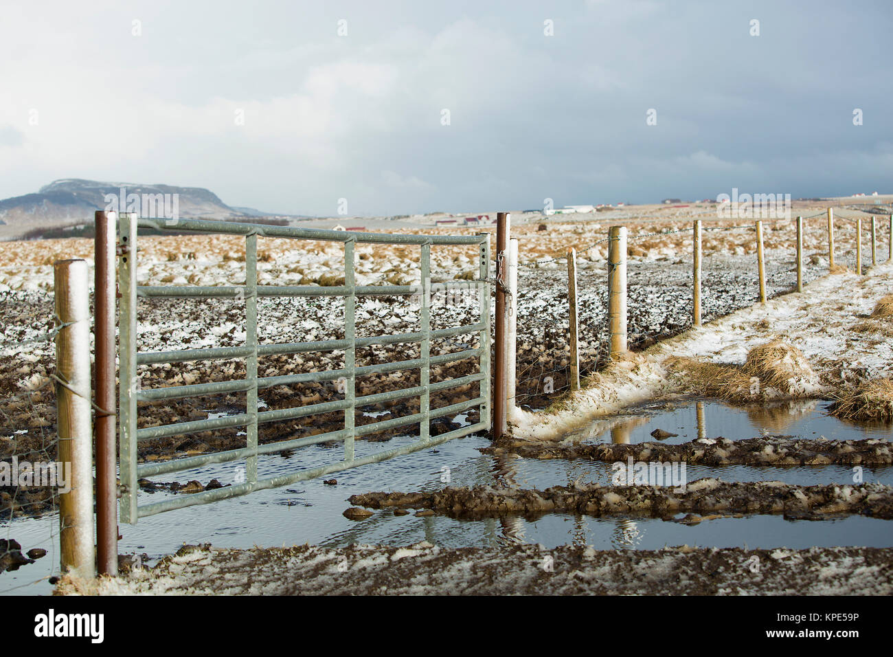 Fence of farm animals in wintertime Stock Photo - Alamy