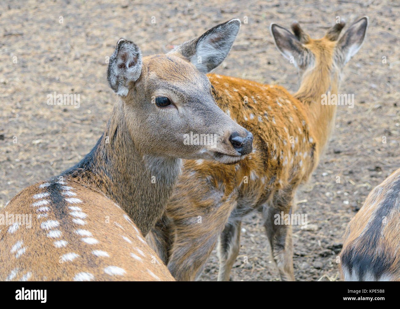 Head of roe close-up Stock Photo - Alamy