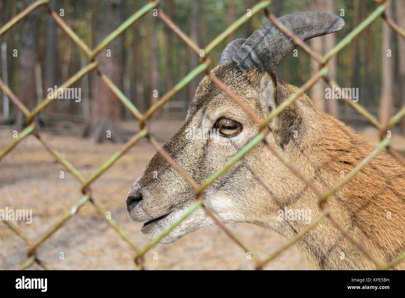 Head of wild red goat (female) with short horns close-up Stock Photo ...
