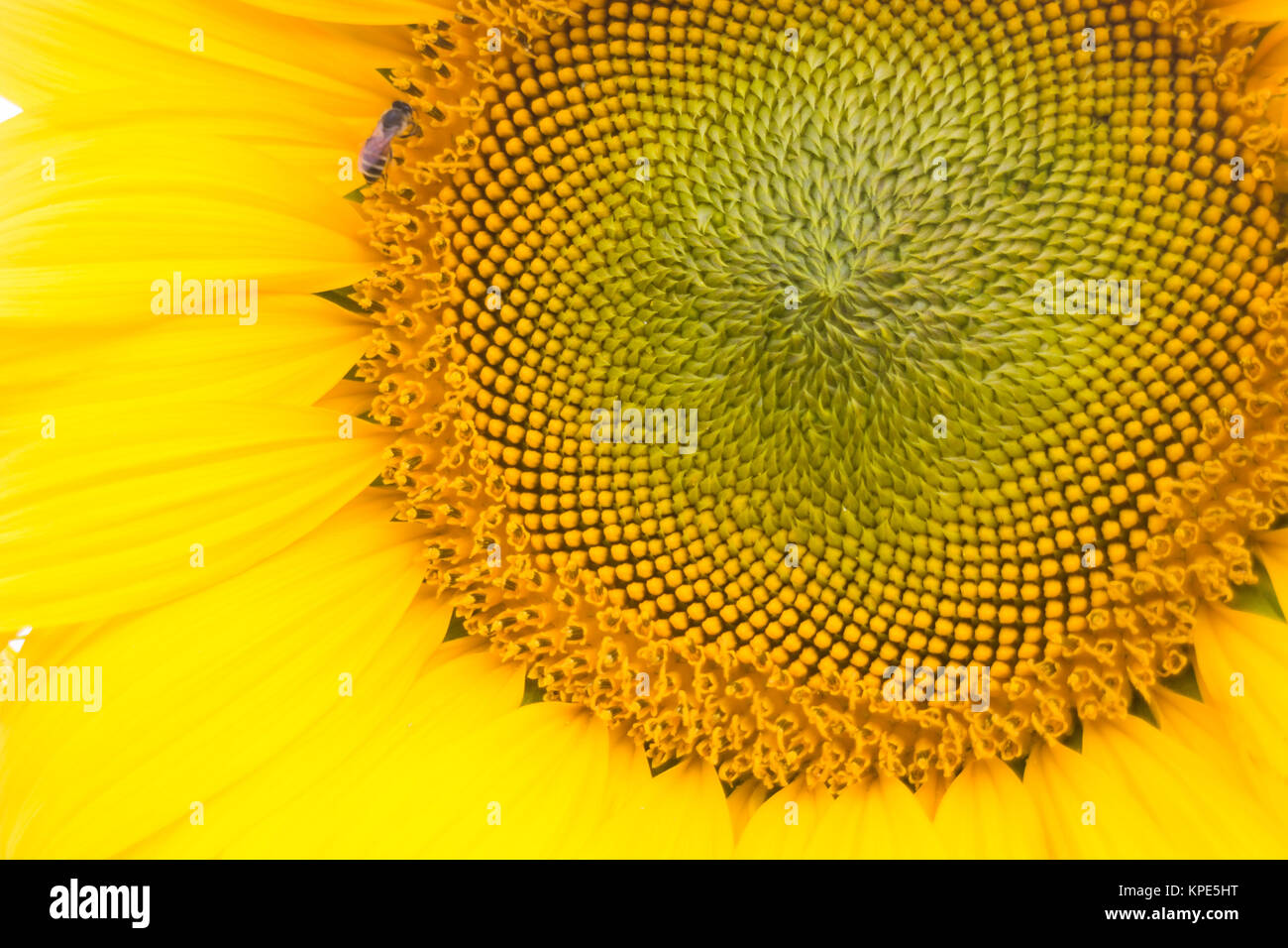 Beautiful sunflower pollen up close Stock Photo - Alamy