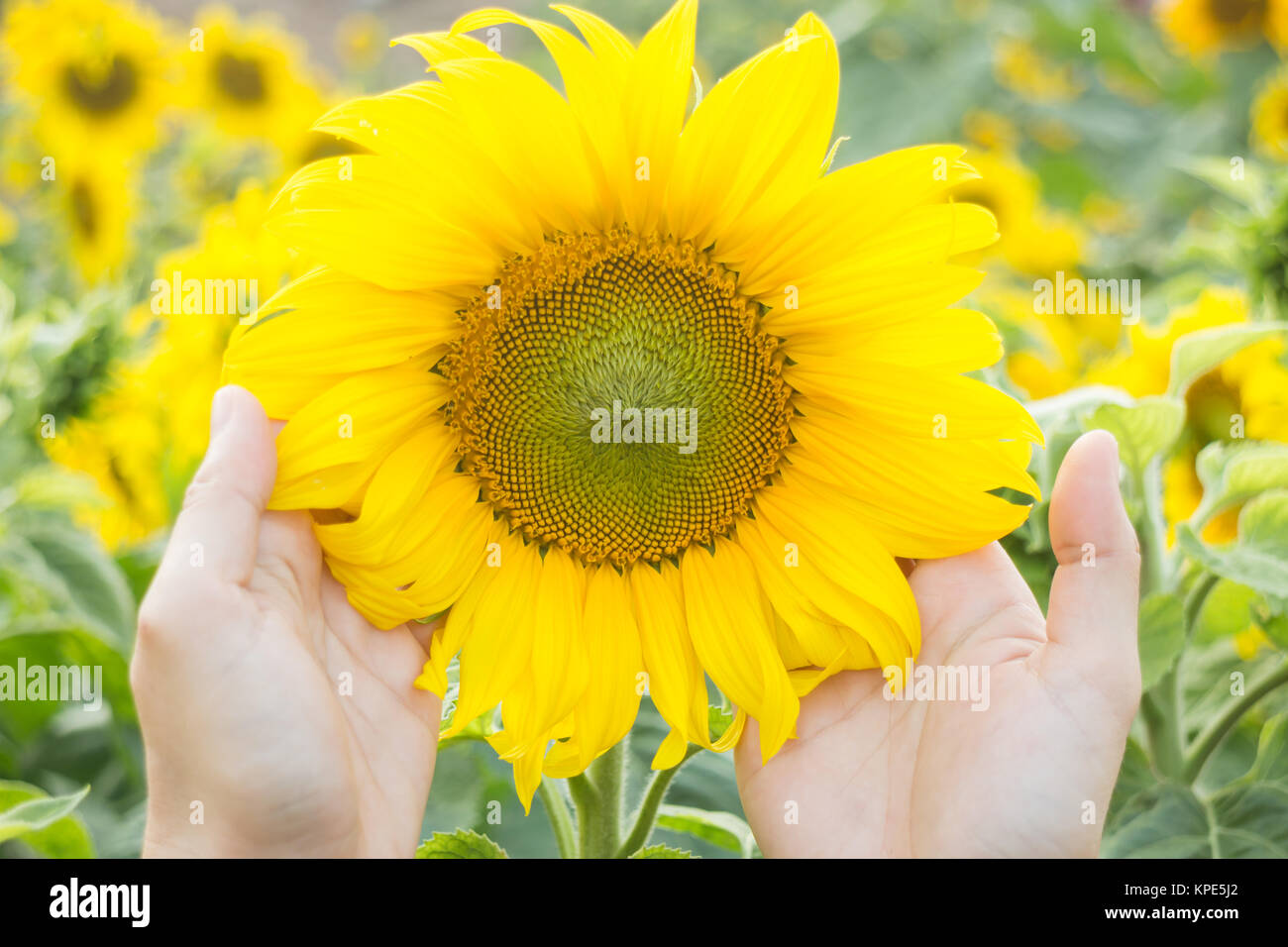 Beautiful sunflower plant on hand Stock Photo - Alamy