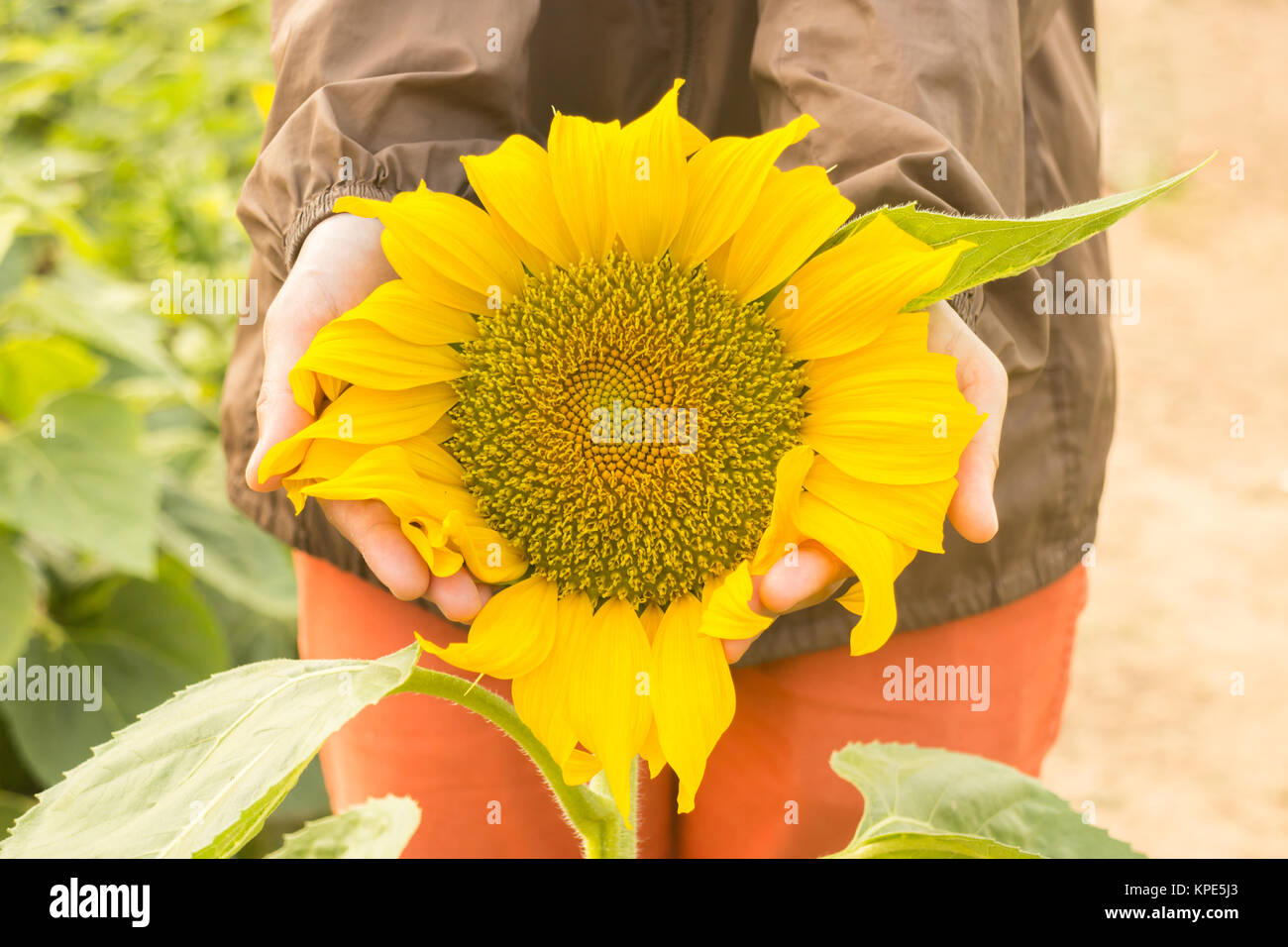Beautiful sunflower plant on hand Stock Photo - Alamy