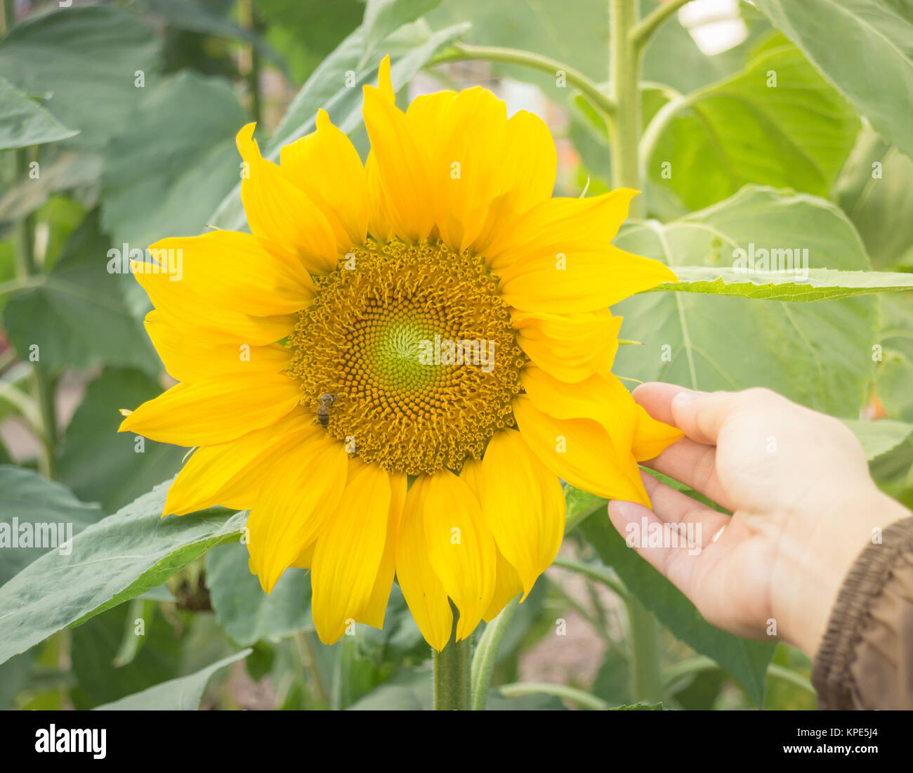 Beautiful sunflower plant on hand Stock Photo - Alamy