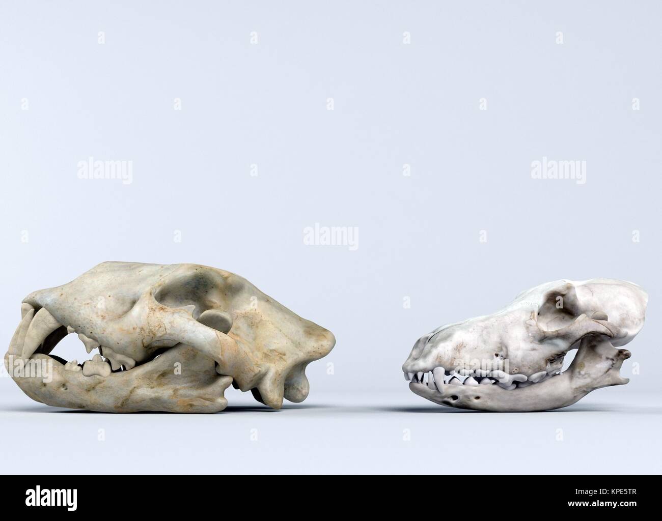 Dinosaur skull teeth hi-res stock photography and images - Alamy