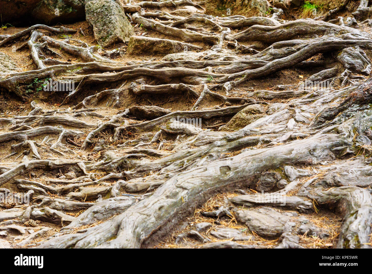 Roots of old trees on hiking trail in Russian reserve Stolby Nature ...