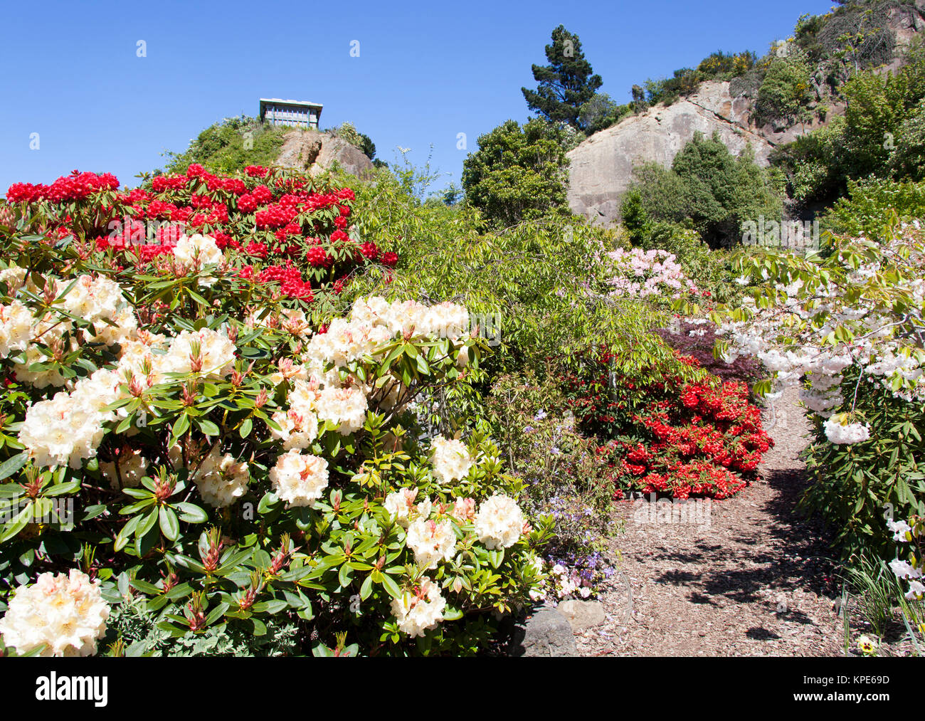 Garden of Roses Stock Photo - Alamy