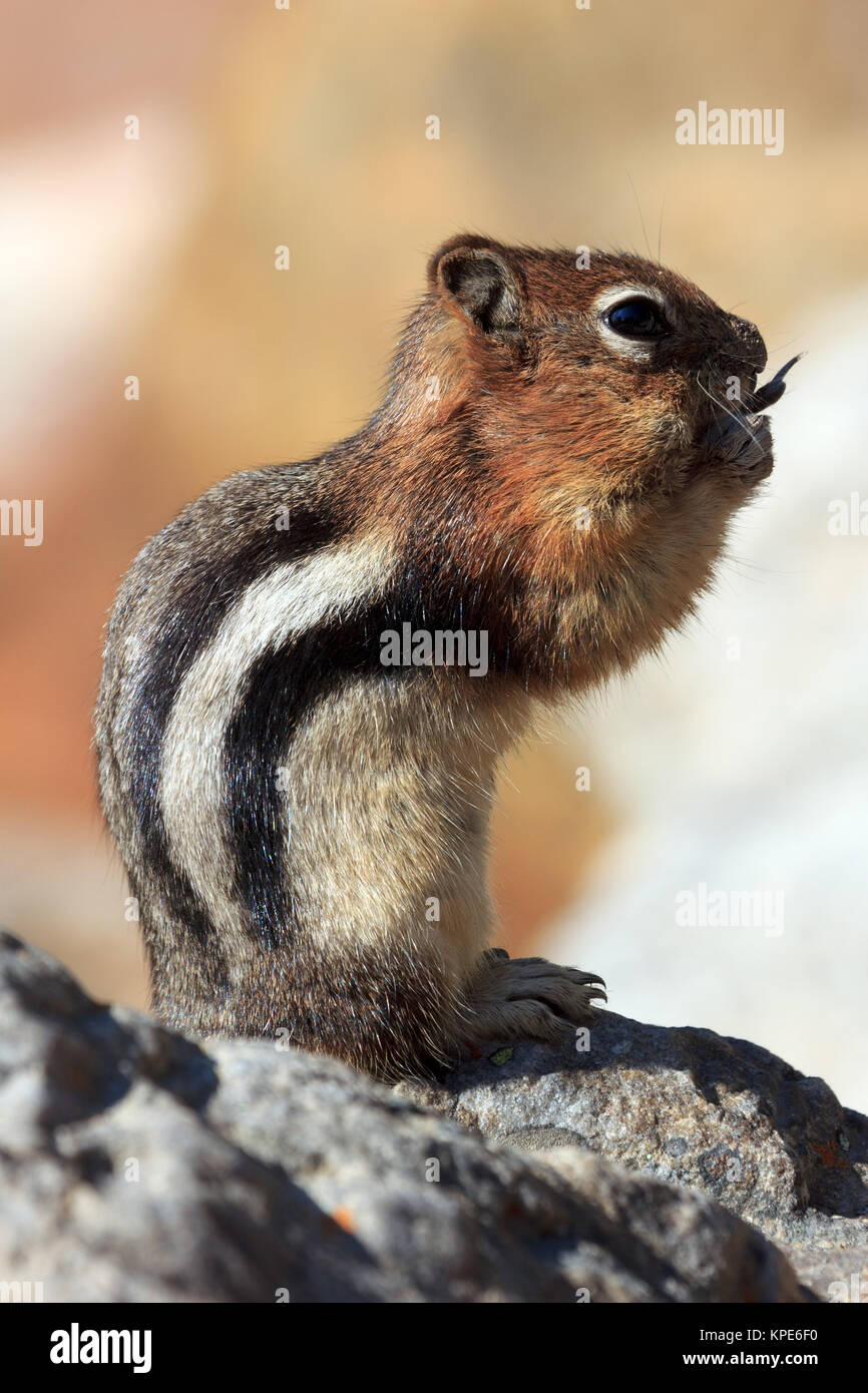 Chipmunk claws hi-res stock photography and images - Alamy