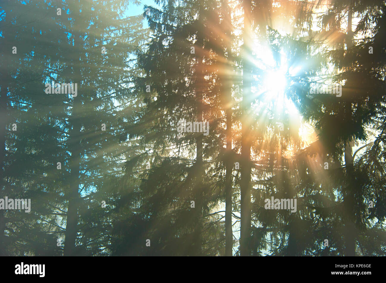 Sun shines through light spruce forest hi-res stock photography and ...