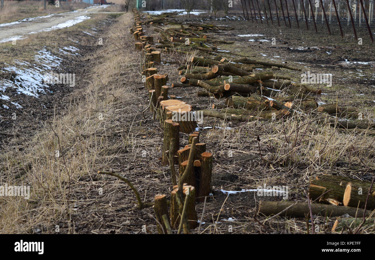 Stumps of felled mulberry trees Stock Photo - Alamy