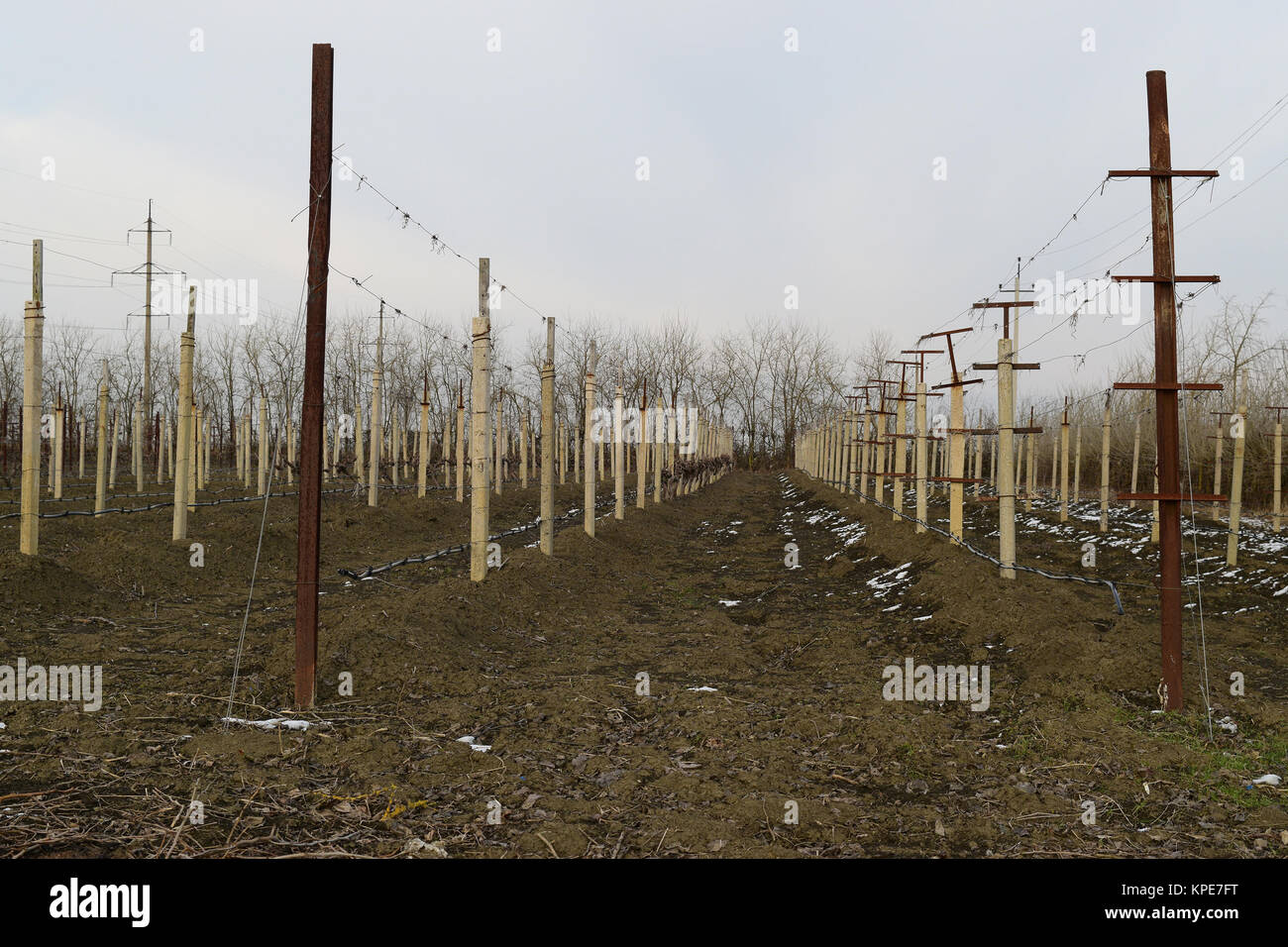 Young vineyard field Stock Photo - Alamy