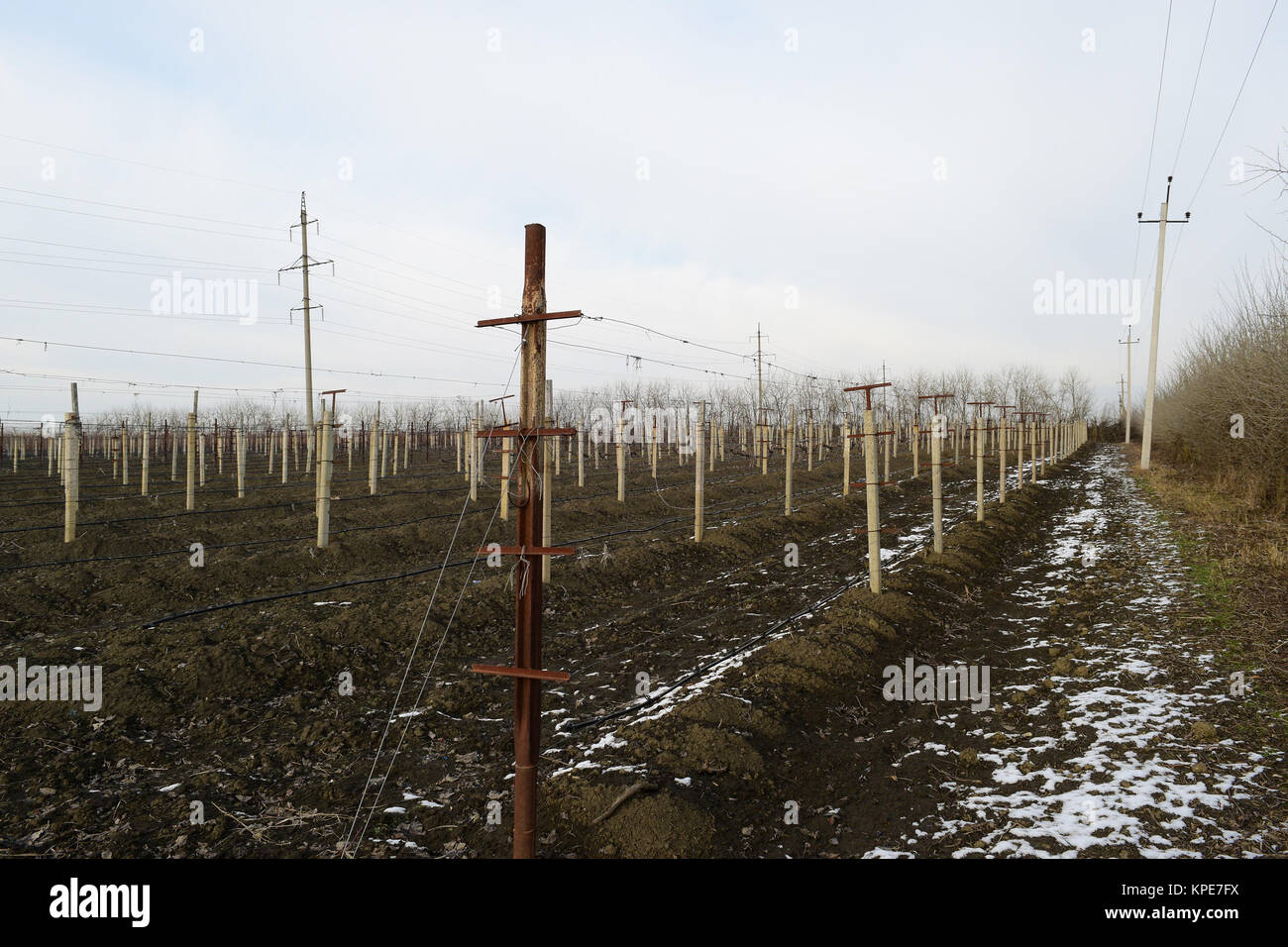 Young vineyard field Stock Photo - Alamy