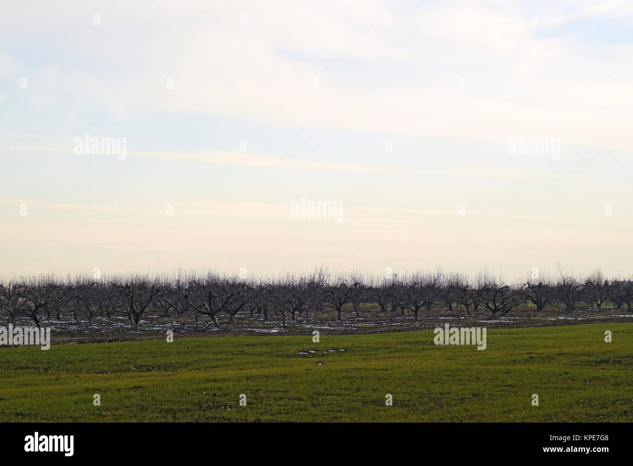 Cropped trees in the apple orchard Stock Photo - Alamy