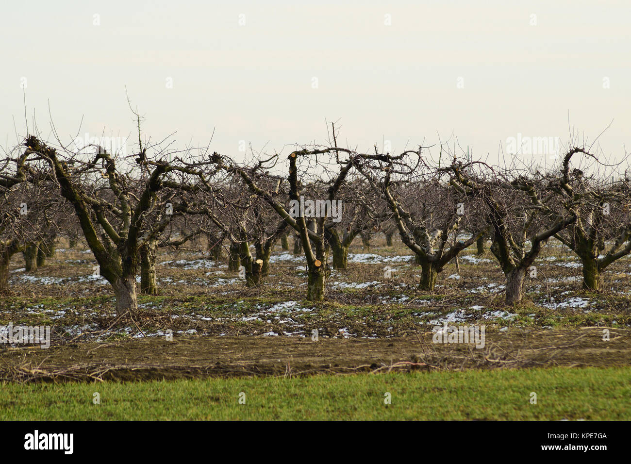 Cropped trees in the apple orchard Stock Photo - Alamy
