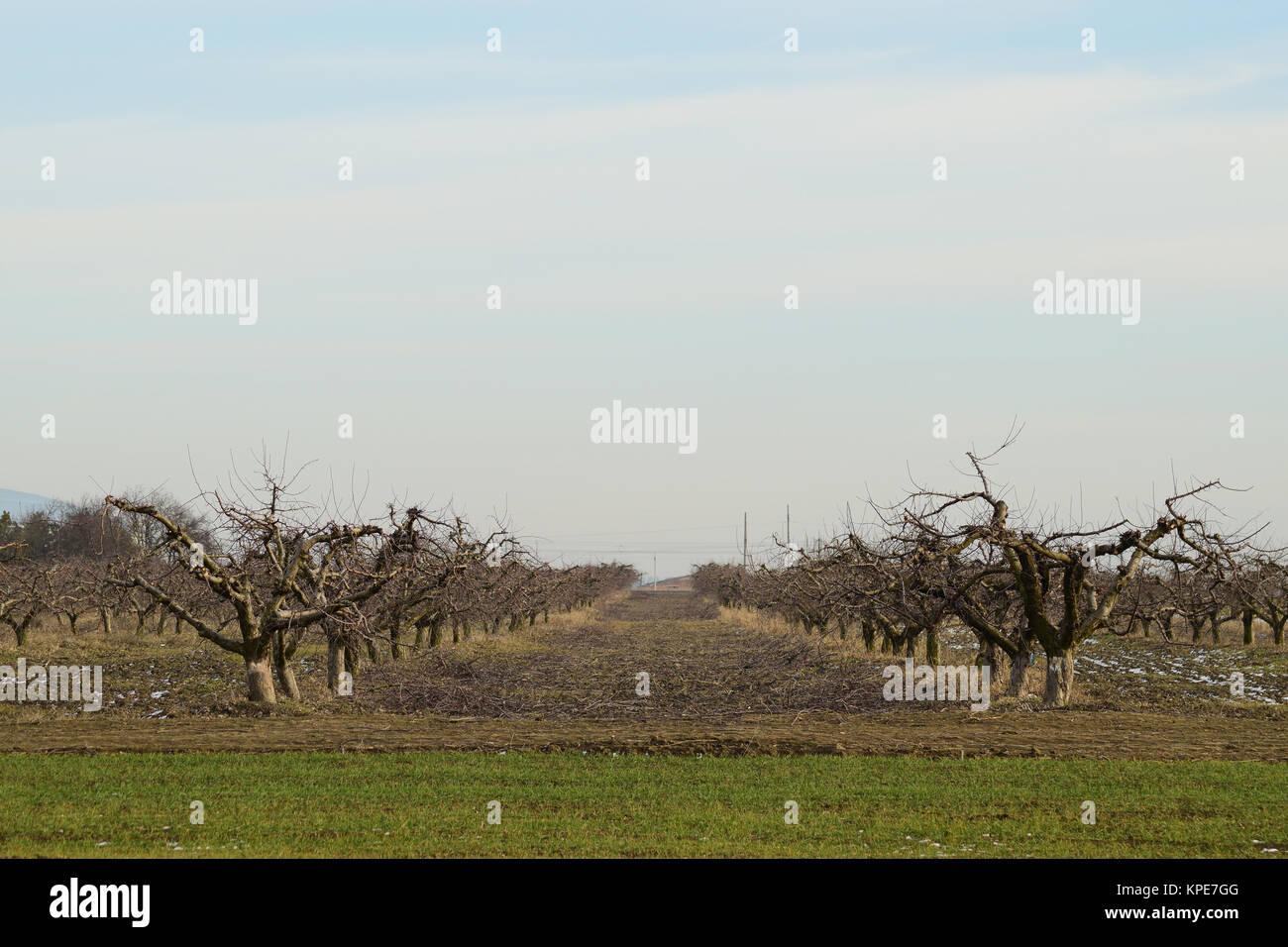 Cropped trees in the apple orchard Stock Photo - Alamy