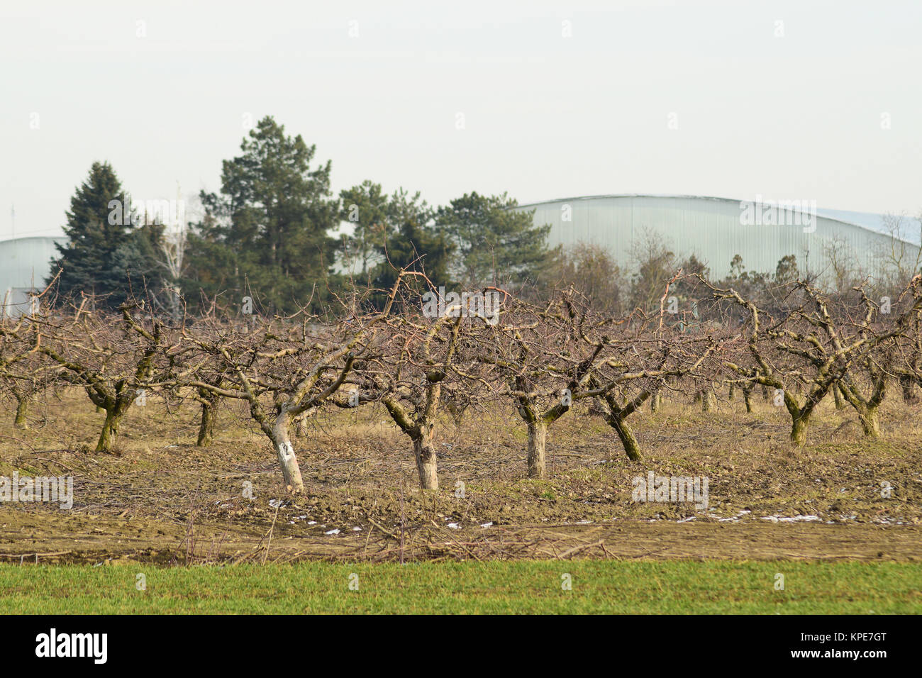Cropped trees in the apple orchard Stock Photo - Alamy