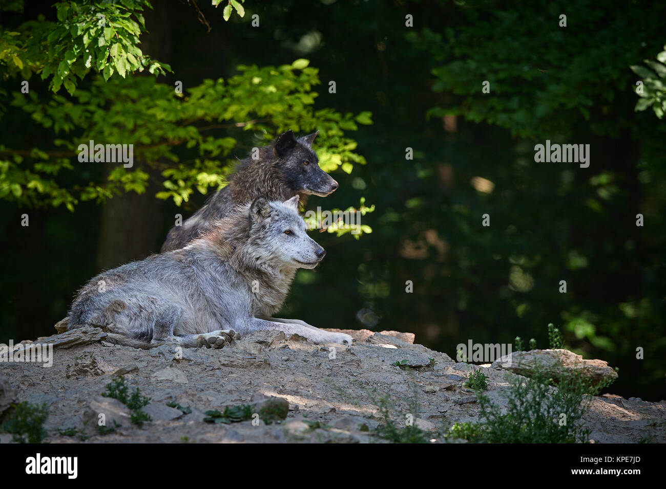 Timberwolf timber wolf hi-res stock photography and images - Alamy