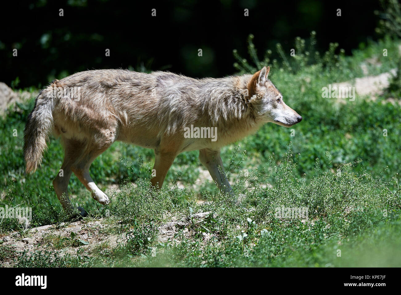 a canadian timber wolf in summer Stock Photo - Alamy