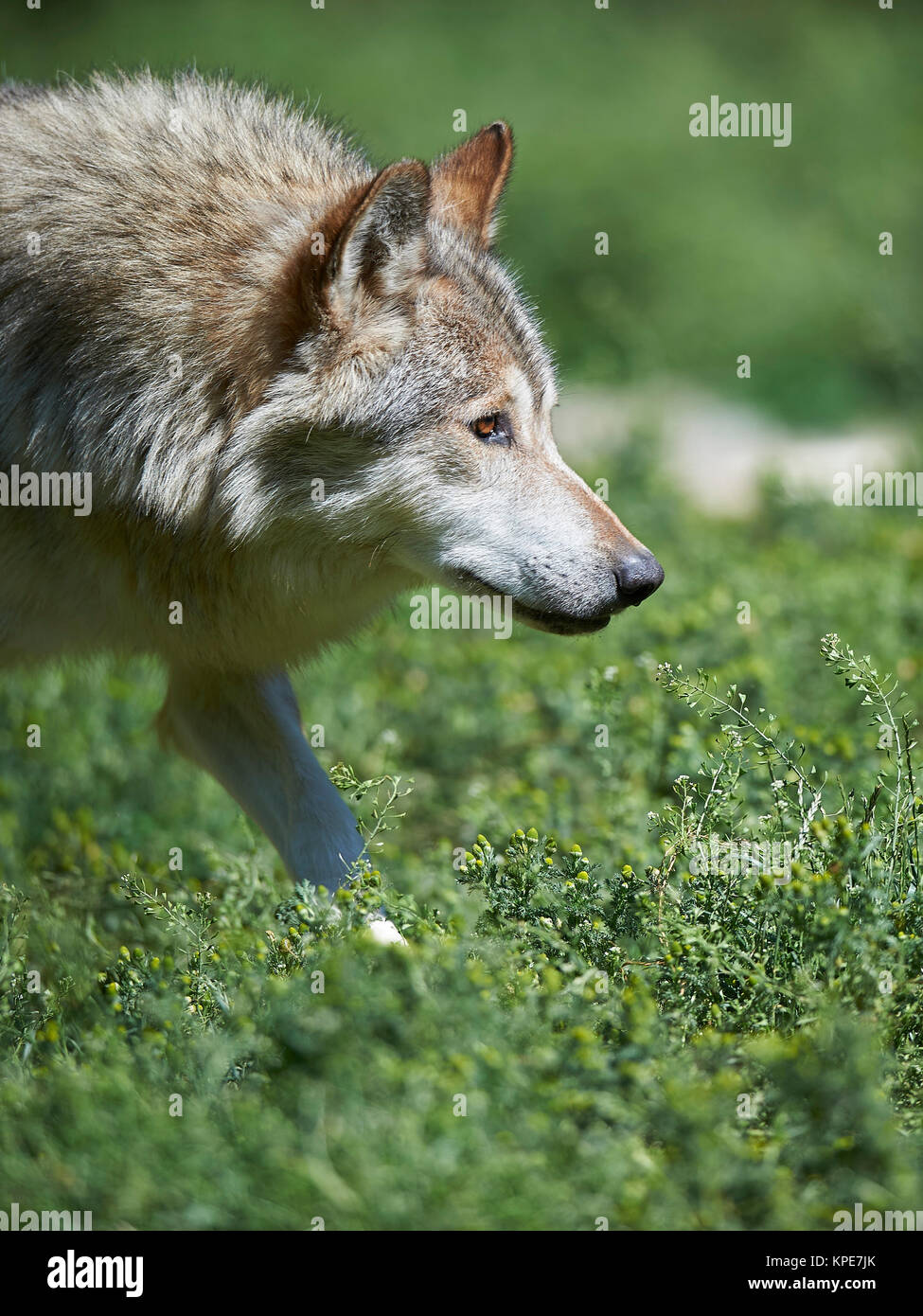 a canadian timber wolf in summer Stock Photo - Alamy