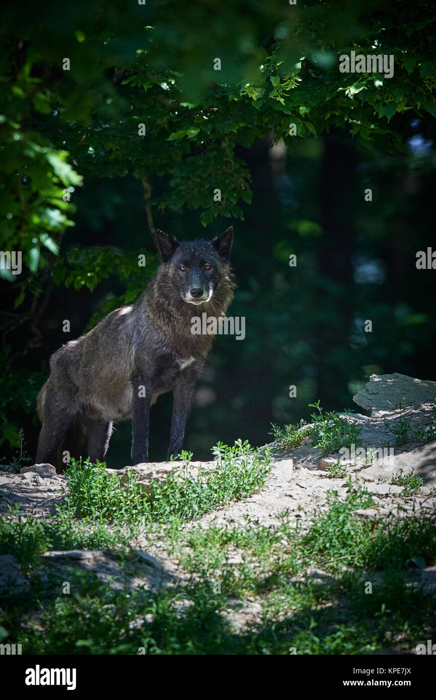 a canadian timber wolf in summer Stock Photo - Alamy