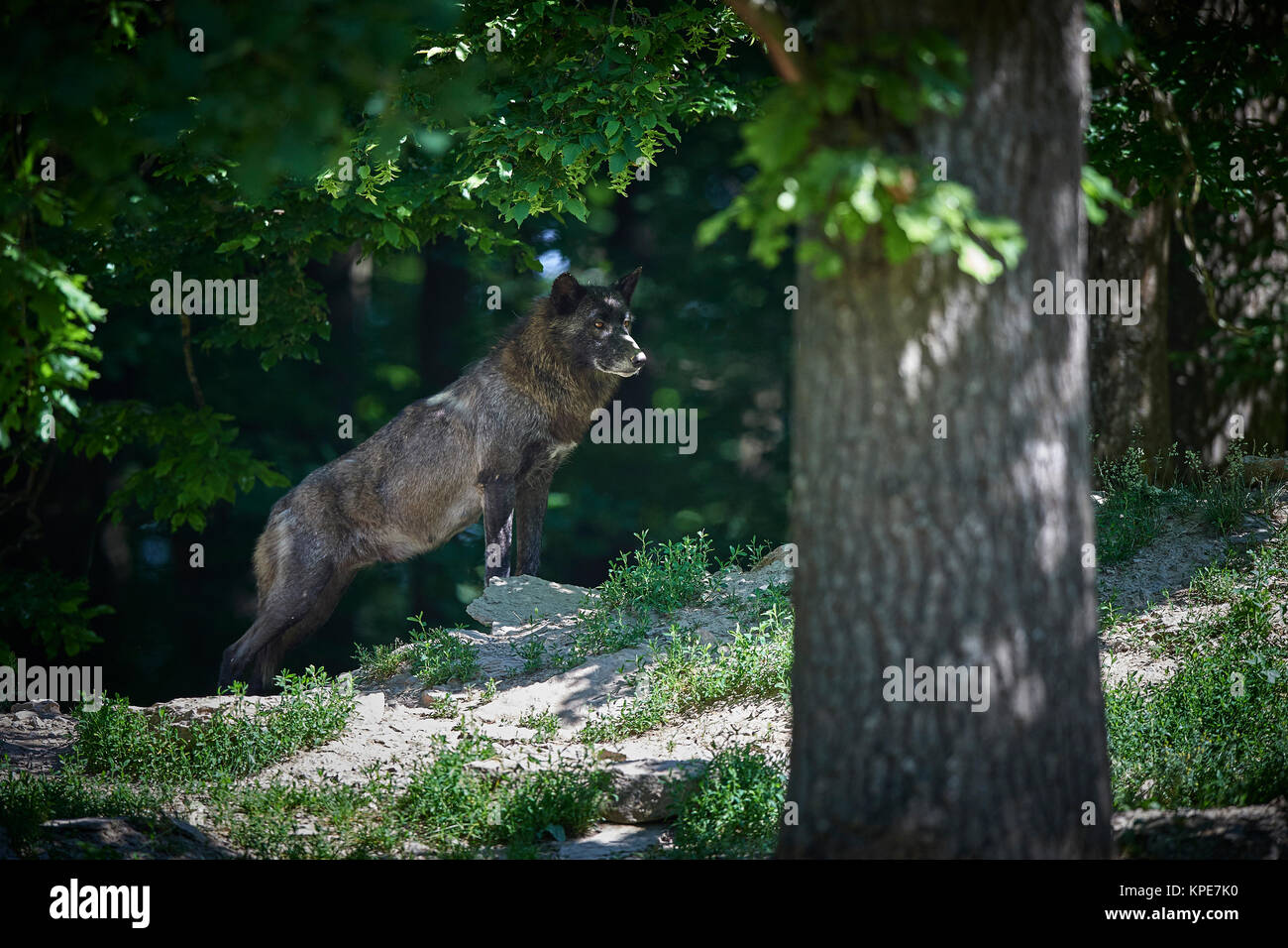 a canadian timber wolf in summer Stock Photo - Alamy