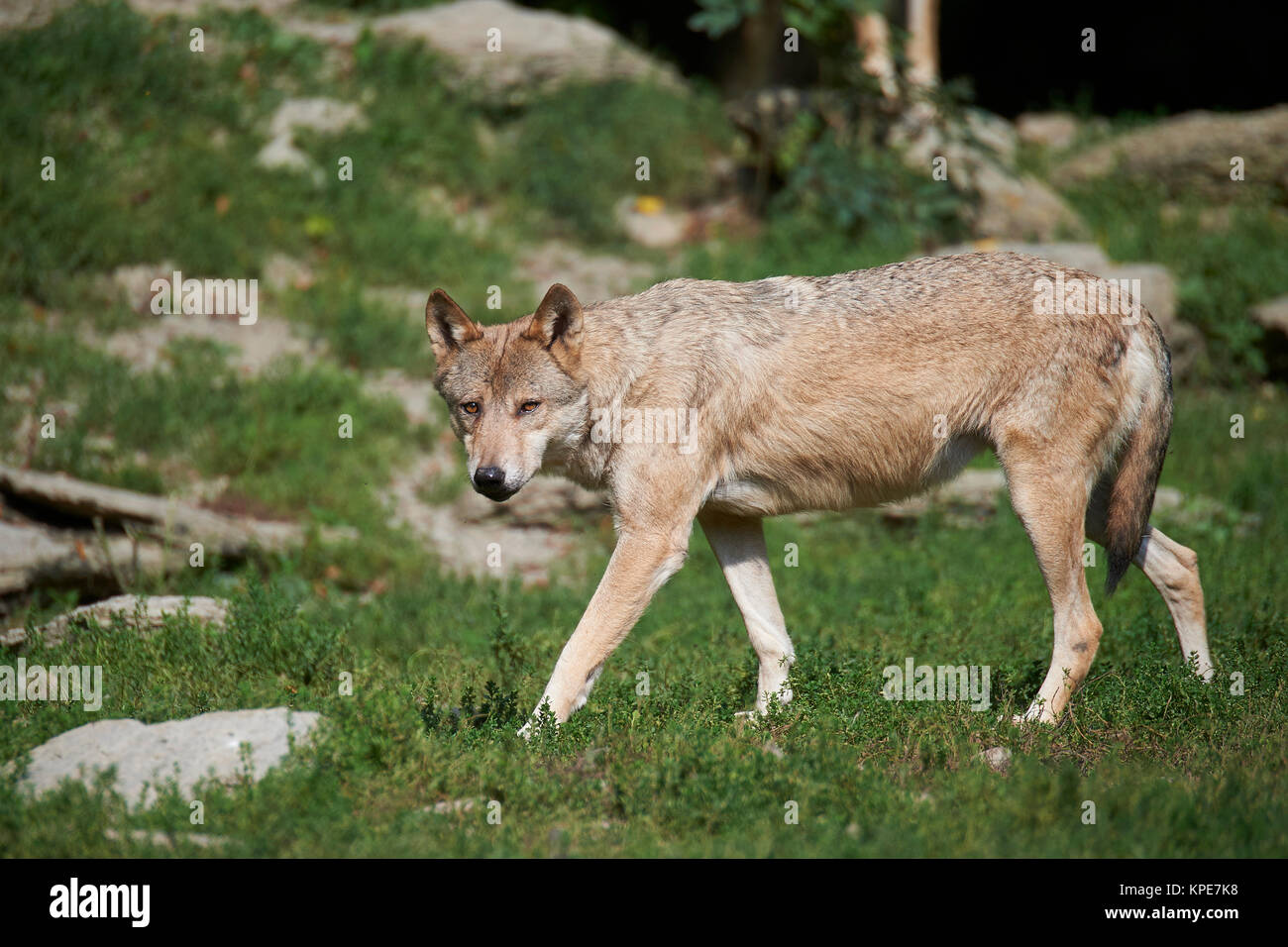 Timberwolf canada hi-res stock photography and images - Alamy
