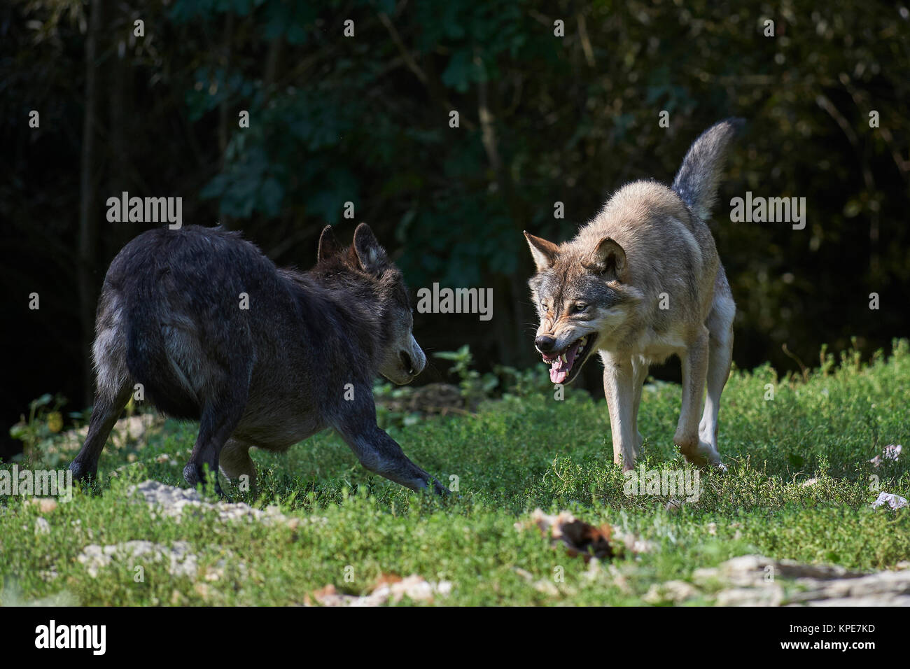 Can A Dog Fight Off A Wolf