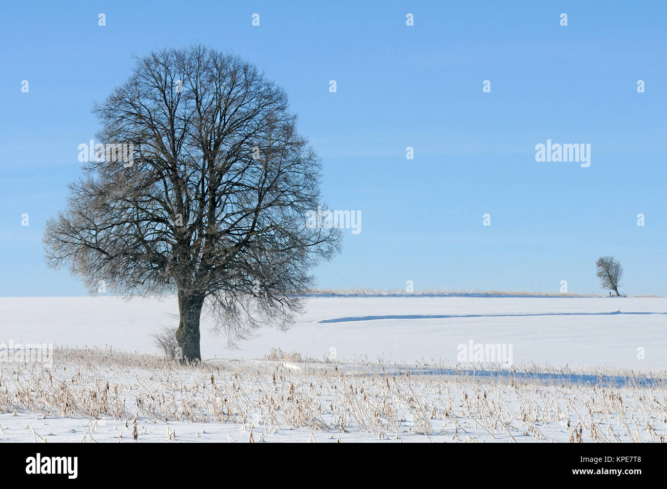 tree in front of a white landscape Stock Photo - Alamy