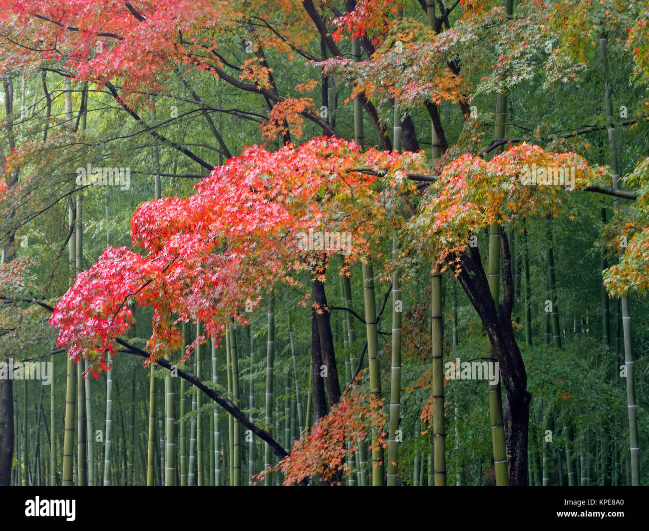 autumn bamboo forest Stock Photo - Alamy