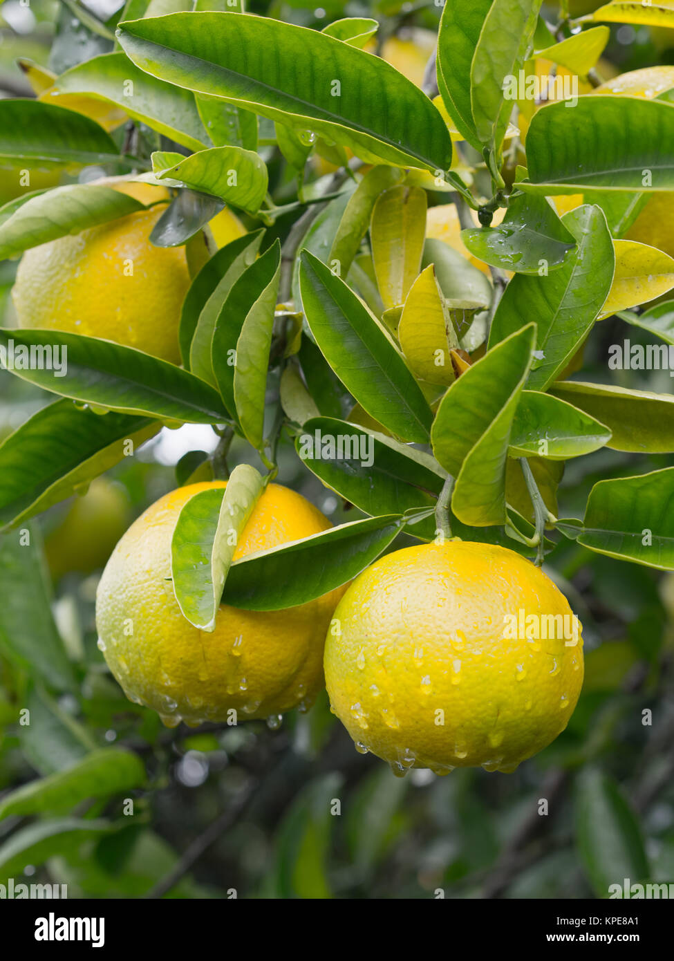 Yuzu fruit tree hi-res stock photography and images - Alamy