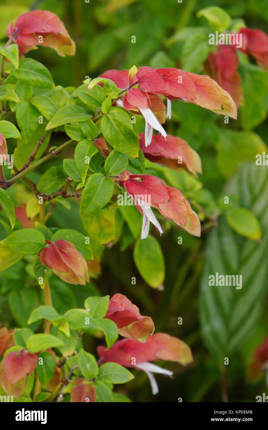 Beloperone guttata hi-res stock photography and images - Alamy