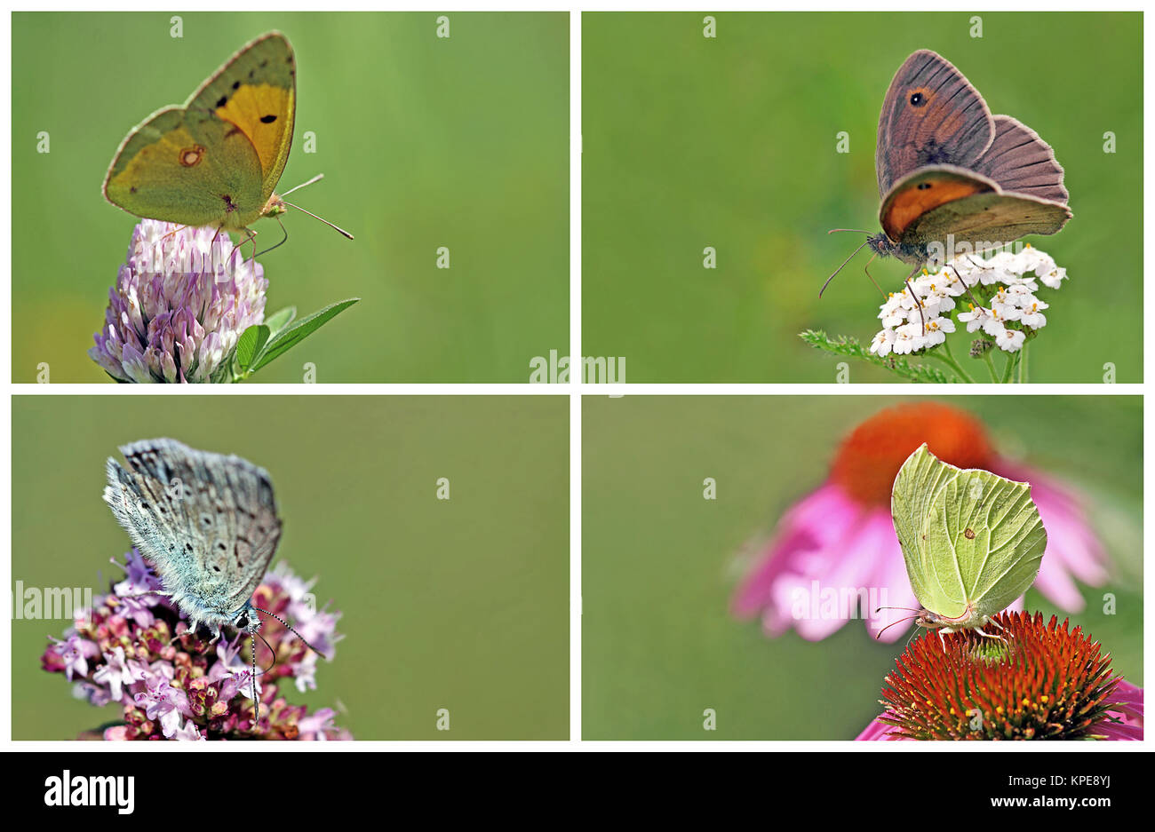 German butterflies hi-res stock photography and images - Alamy