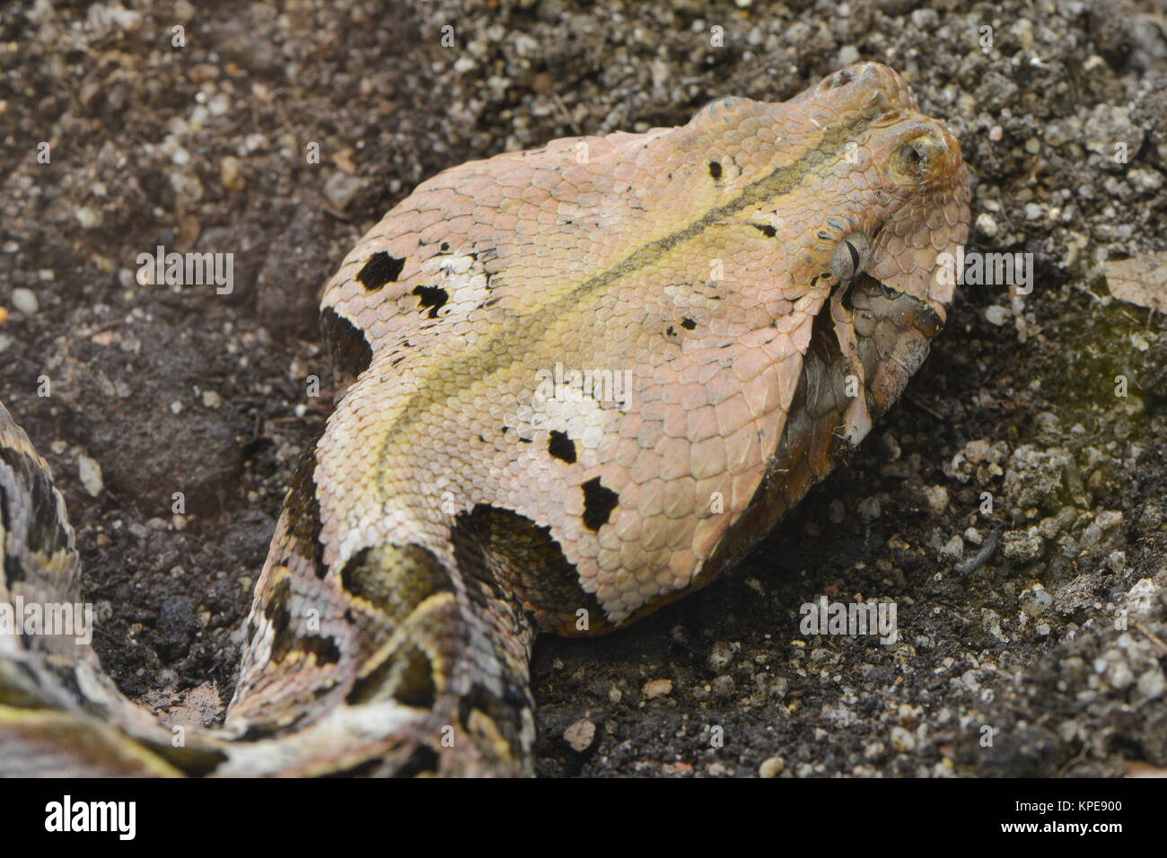 Gabon viper hi-res stock photography and images - Alamy