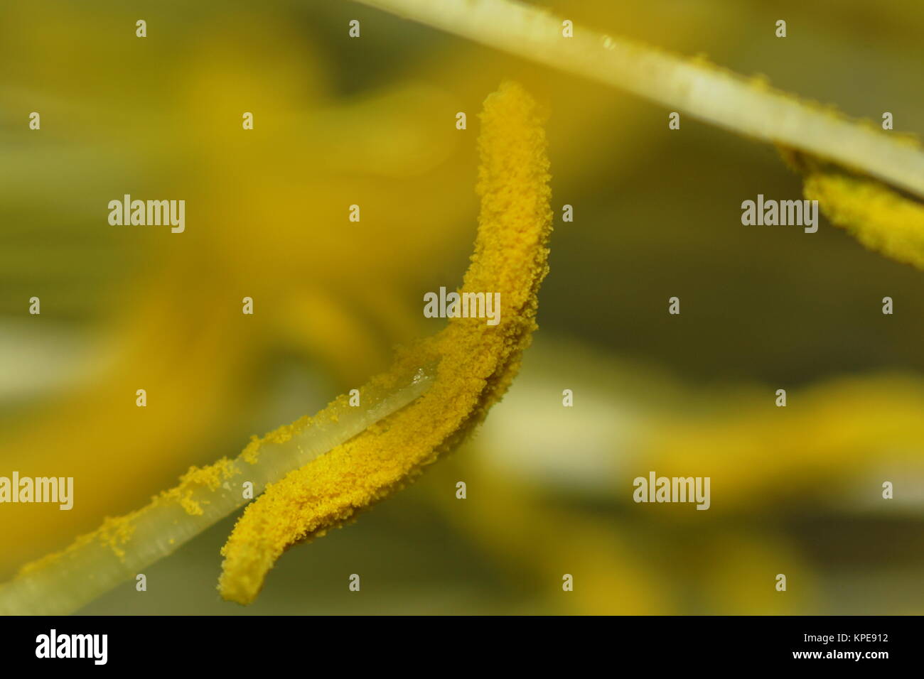 yellow stamens in the macro range Stock Photo - Alamy