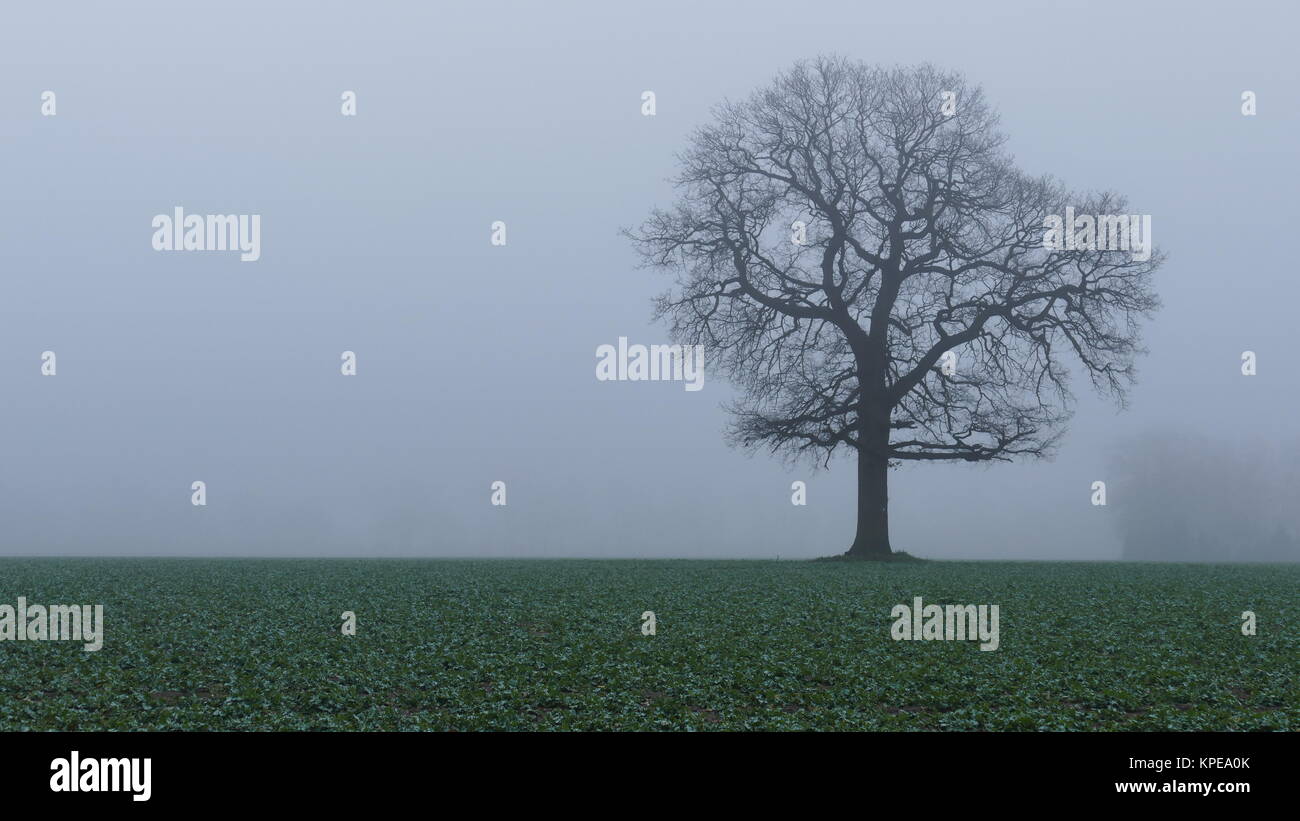tree in fog Stock Photo - Alamy