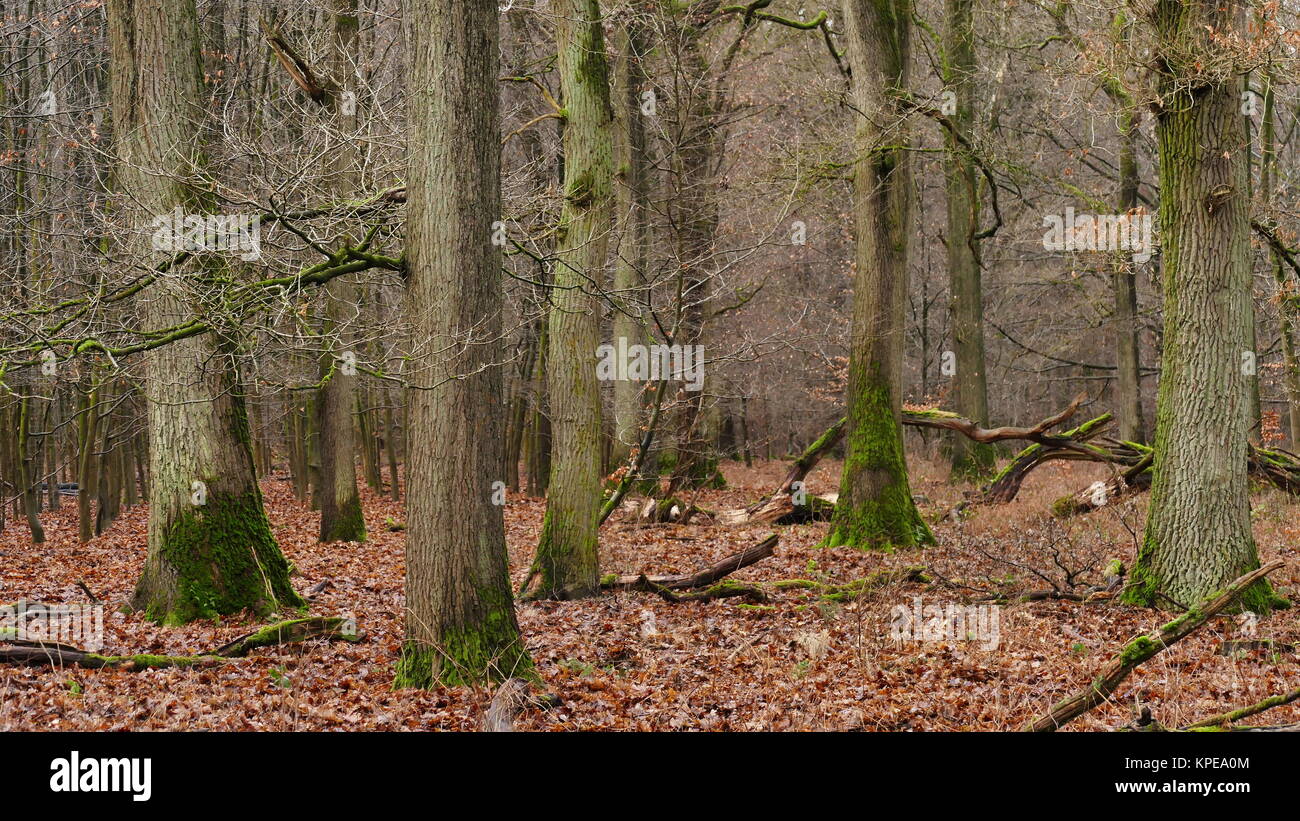 deciduous forest in winter Stock Photo - Alamy