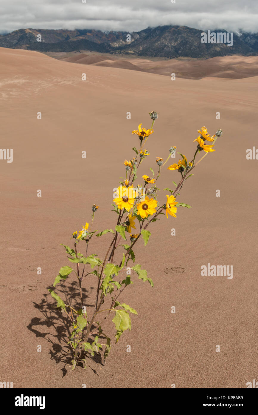 Lone flower hi-res stock photography and images - Alamy