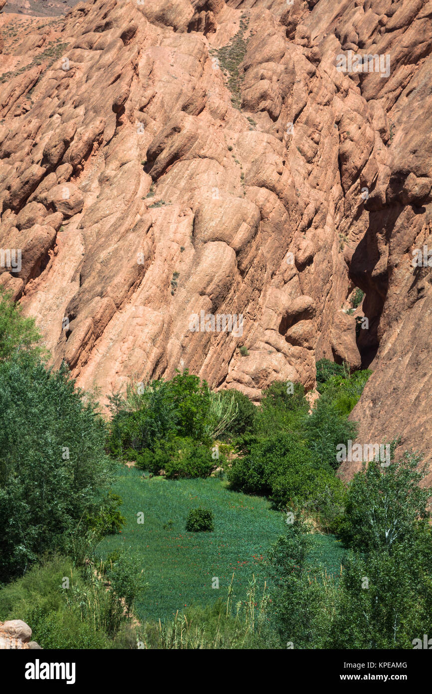 red rock limestone fingers in dades gorge,morocco,africa Stock Photo ...