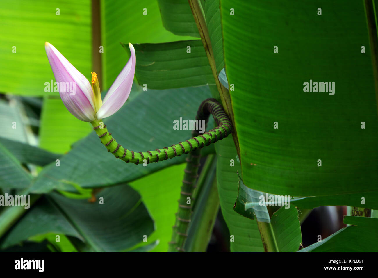 Musa Sp High Resolution Stock Photography and Images - Alamy
